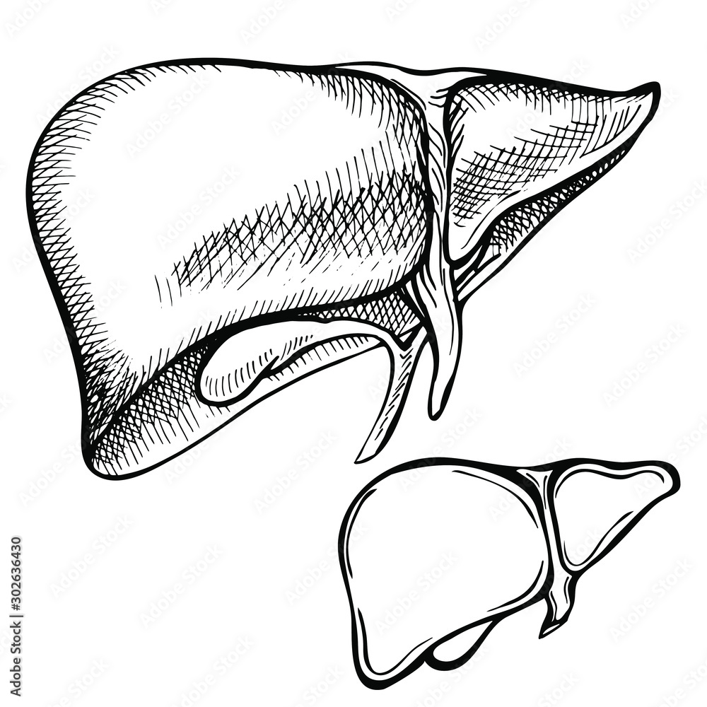 Sketch Ink Human liver, hand drawn, doodle style, Engraved Anatomical ...