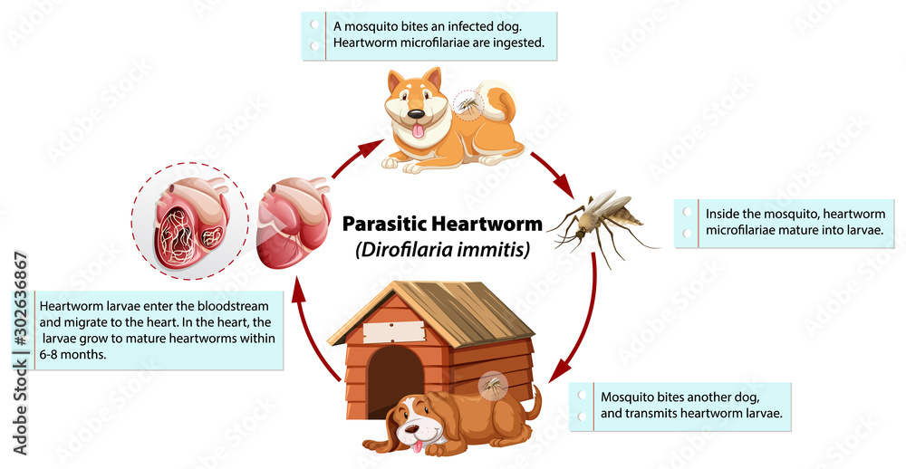 Diagram showing parasitic heartworm in dog Stock Vector | Adobe Stock