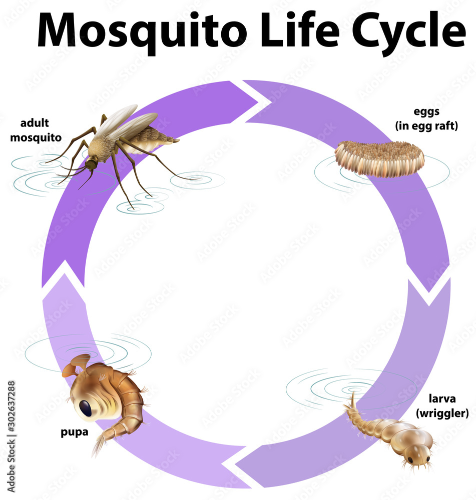 Diagram showing life cycle of mosquito Stock Vector | Adobe Stock Diagram showing life cycle of mosquito Stock Vector | Adobe Stock