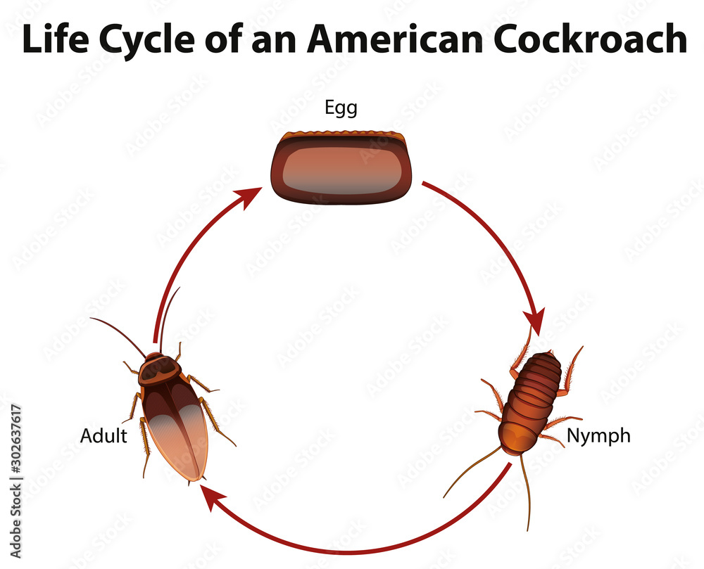 Diagram showing life cycle of cockroach Stock Vector | Adobe Stock