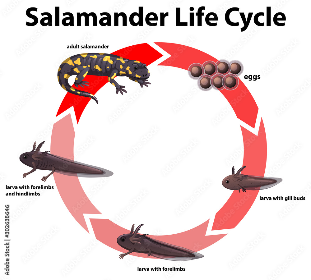 Diagram showing life cycle of salamander Stock Vector | Adobe Stock