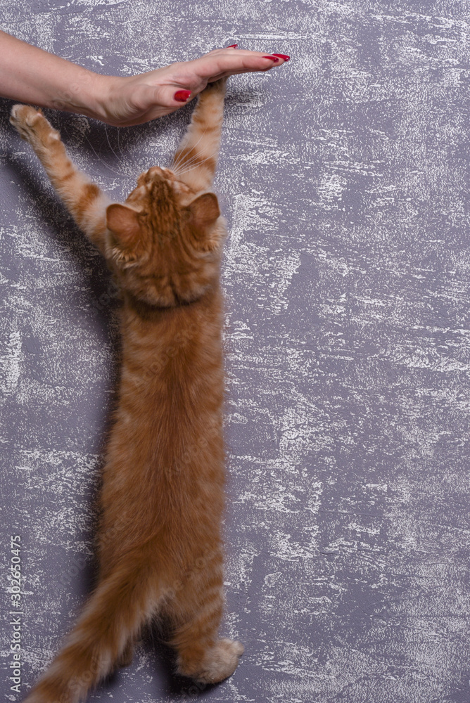 cat and short hand Stock Photo | Adobe Stock