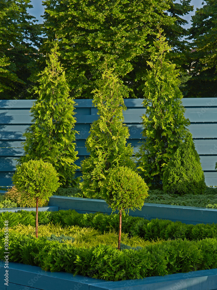 Conifers and topiary display in a raised terred border in a show garden ...