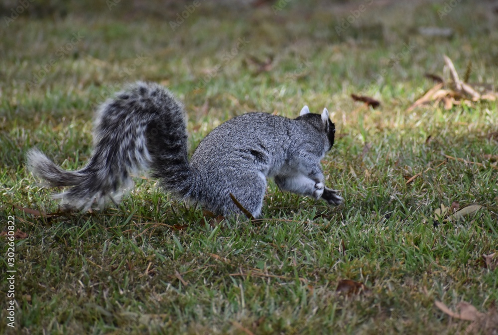 Southern Fox Squirrel