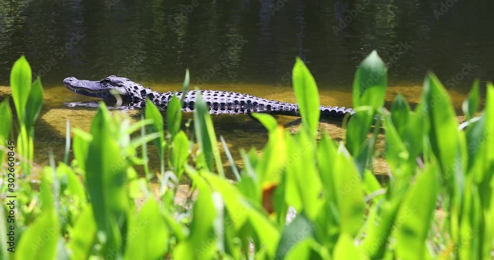 Everglades Florida National Park Alligator in swamp river. Everglade ...