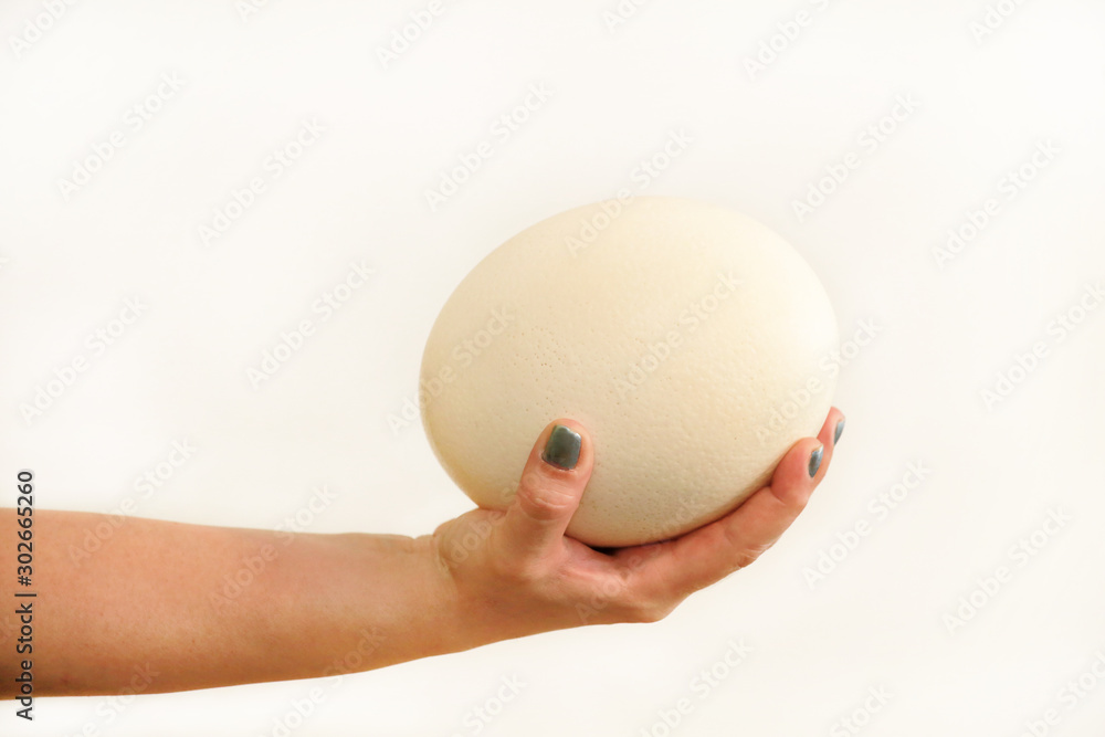 Female hand holds of big ostrich egg isolated on white background, size ...