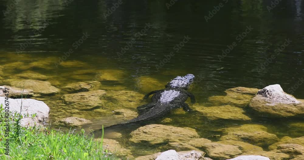 Vidéo Stock Everglades Florida National Park Alligator swamp river ...