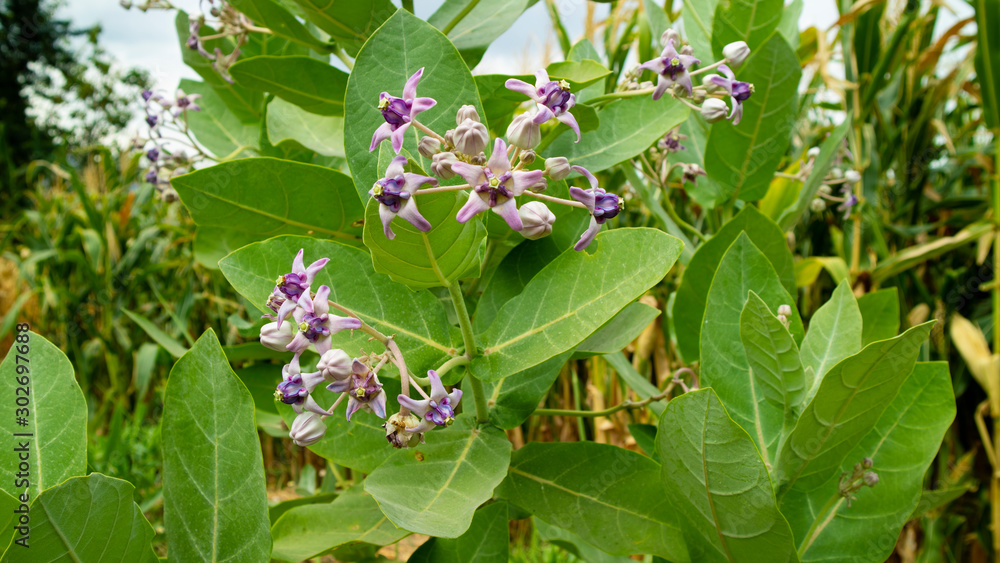 Calotropis gigantea plant, with fruit and flowers that are efficacious ...