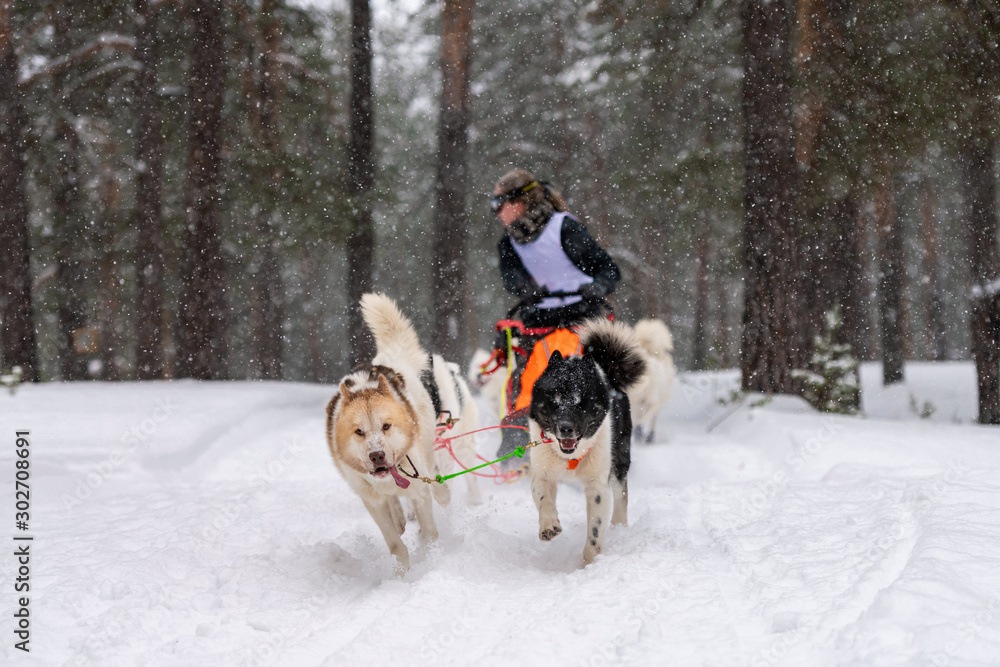 Sled Dogs Racing