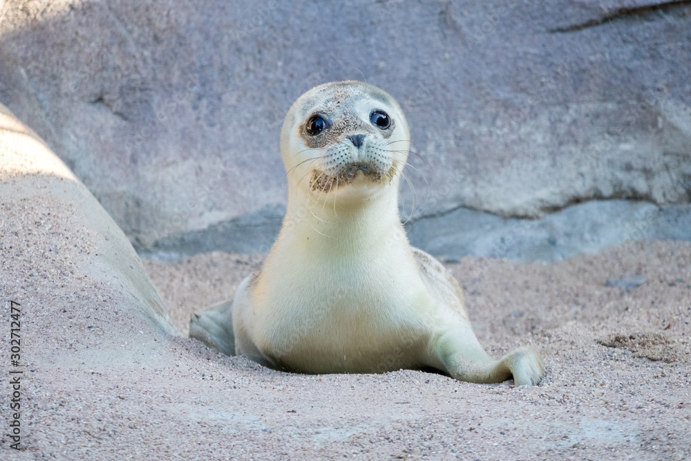 Cute Baby Seals Pictures