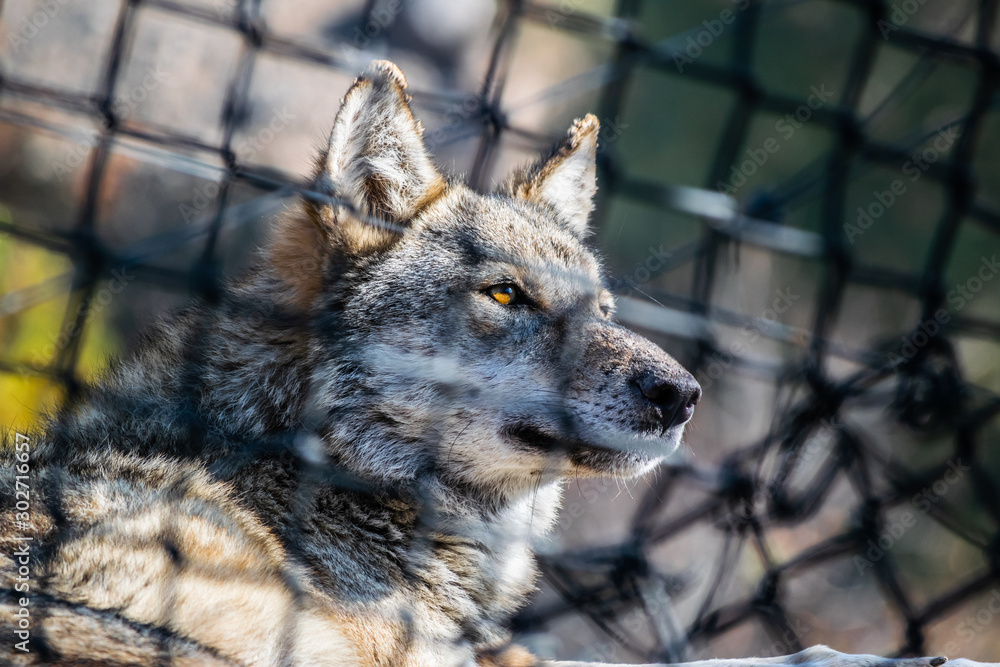 Portrait of a wild alpha male wolf behind a caged metal fence in Erevan ...