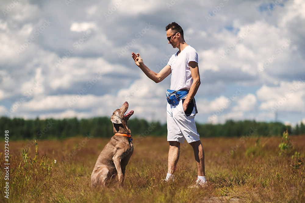 Man training dog in rural field in summer day Stock 写真 | Adobe Stock