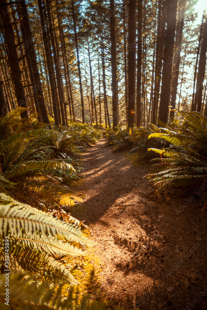 Fern Trail Oregon Coast Hike in the Forest Stock Photo | Adobe Stock