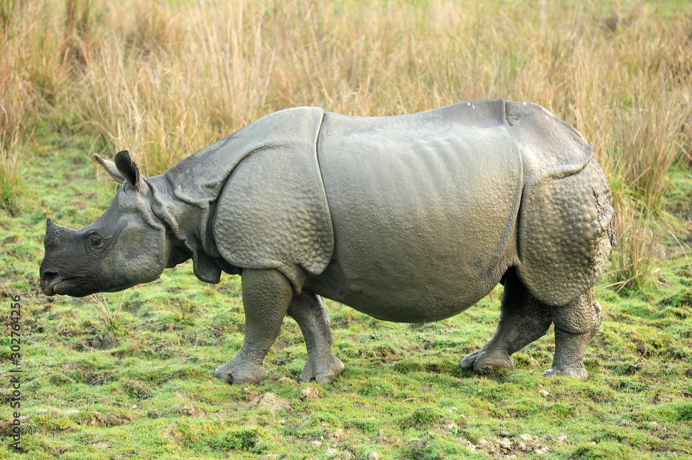 Greater one-horned Rhino, one of 2400 in the Kaziranga National Park ...