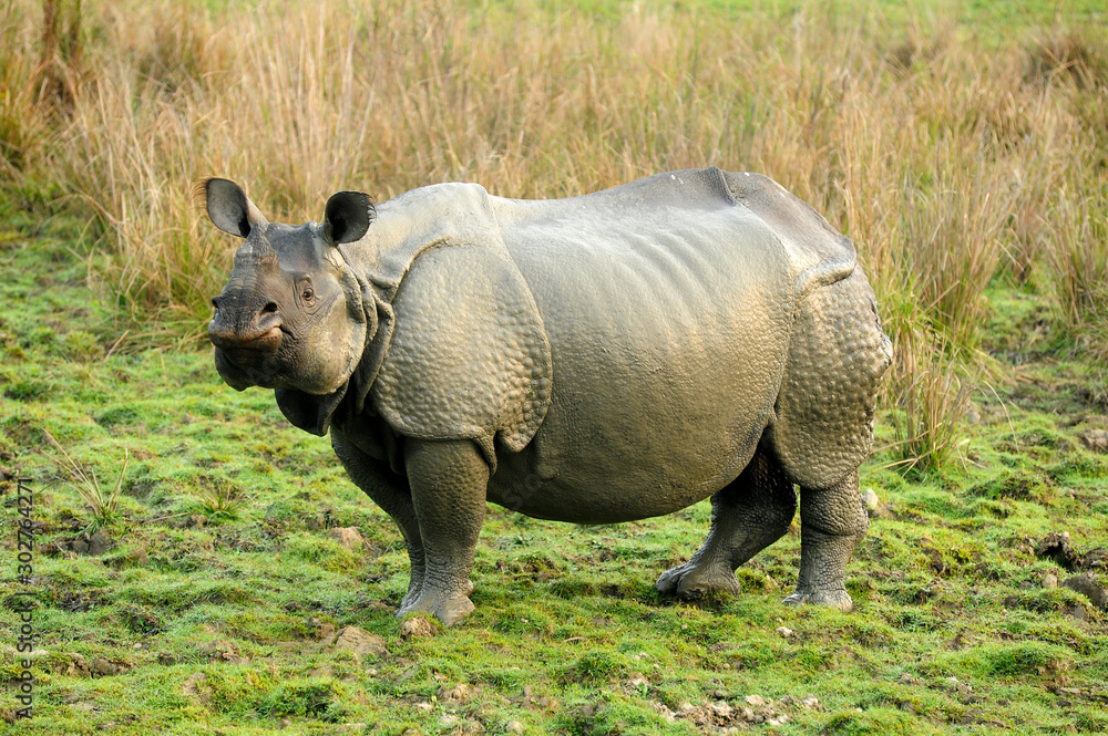 Greater one-horned Rhino, one of 2400 in the Kaziranga National Park ...