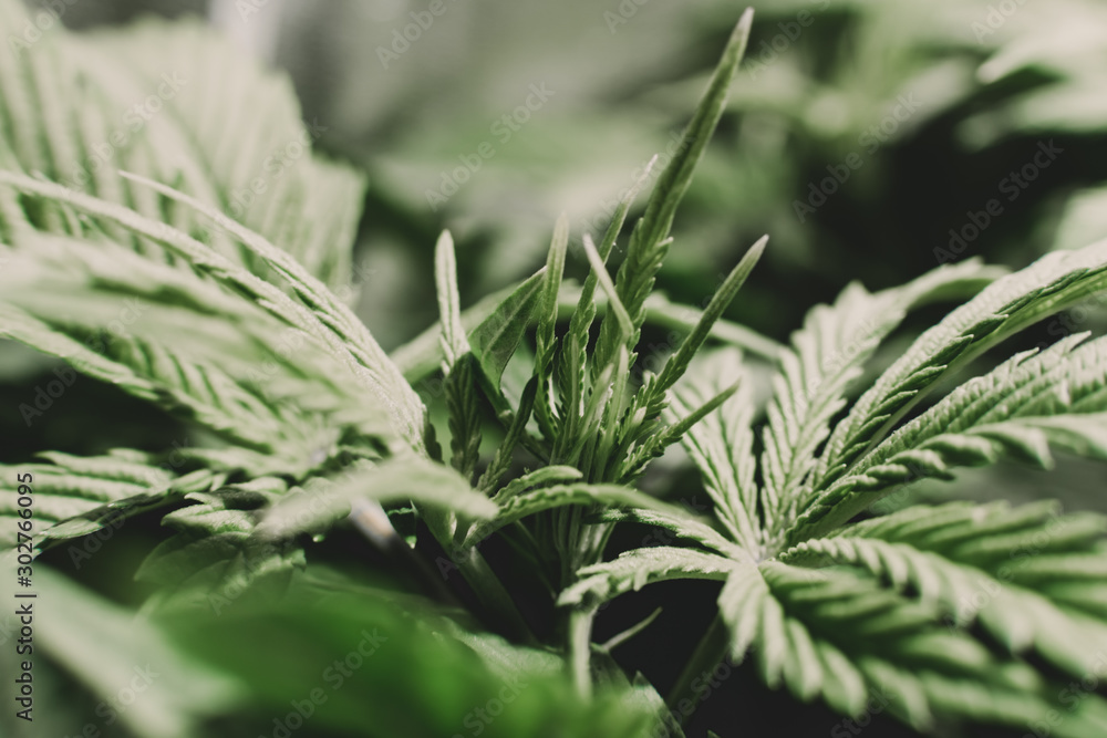 Foto de Growing cannabis indoors. SoG hemp cultivation technique. Growing pot in groutent ...