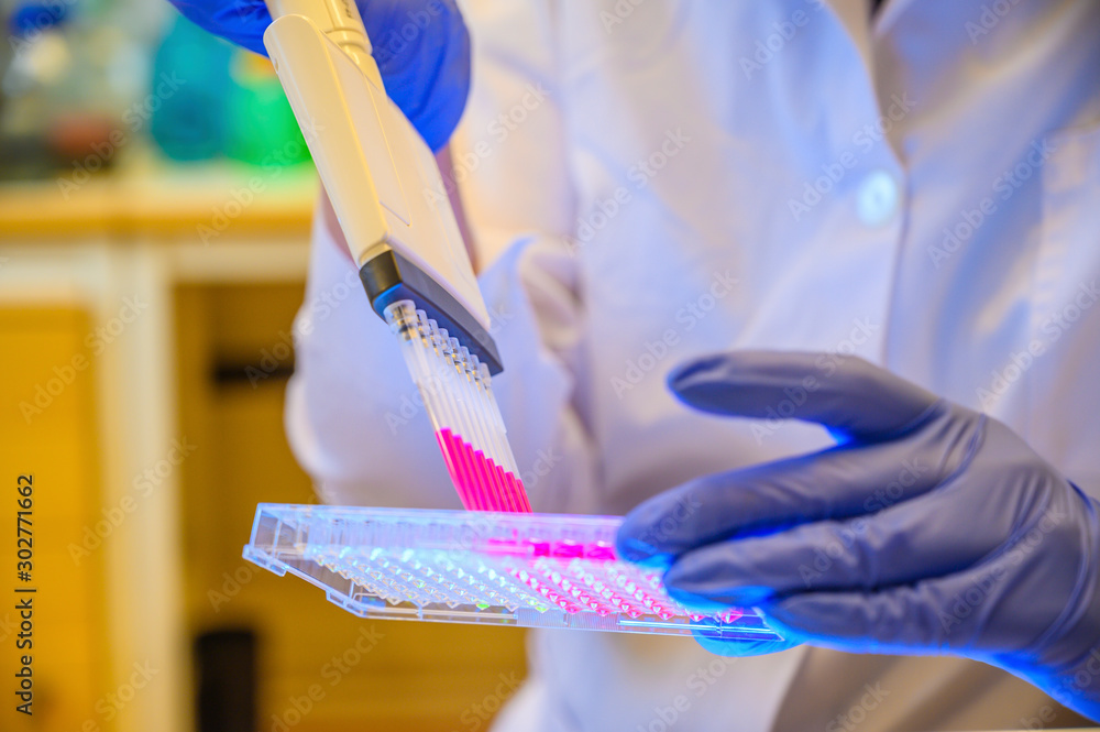 Reseacher holding Multi channel pipette withdrawing pink compound ...
