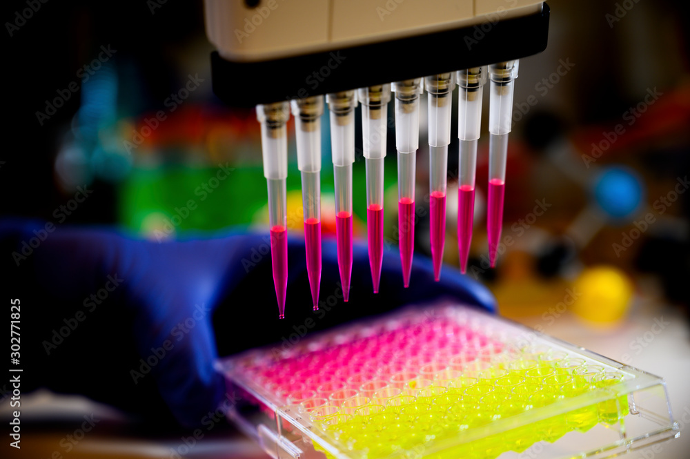Scientist holding Multi channel pipette withdrawing pink color solution ...