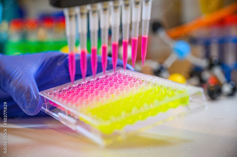 Multi channel pipette withdrawing pink color solution from 96 well ...