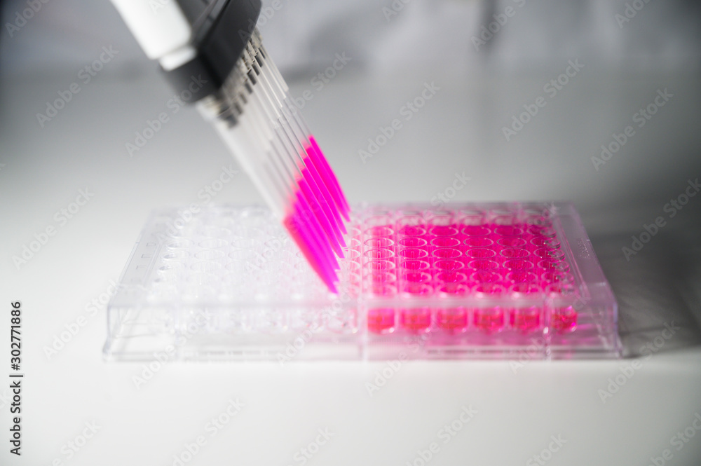 Scientist holding Multi channel pipette withdrawing pink color solution ...