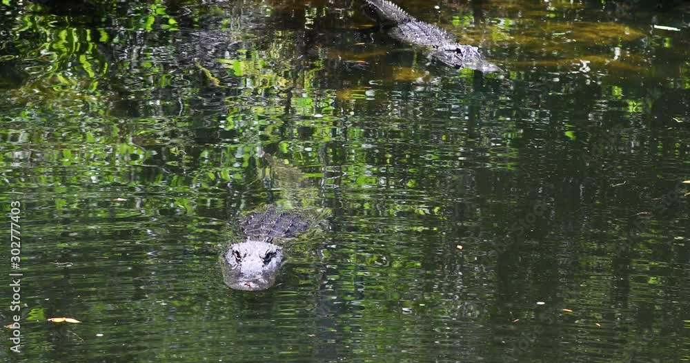 Florida Everglades Alligator resting in swamp water 4K. Everglade ...