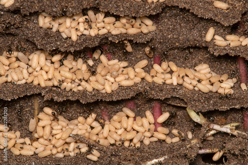 Cocoons and Lasius niger ants in large numbers in an anthill in the ...