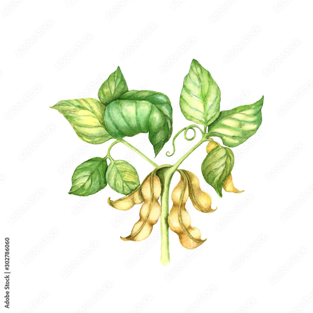 Soybean Plant Illustration