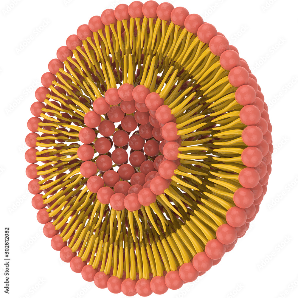 3D Liposome structure reder image Stock Illustration | Adobe Stock