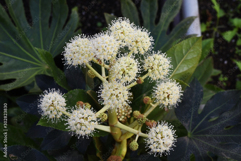 Foto de Japanese aralia flowers / Japanese aralia (Fatsia japonica) is ...