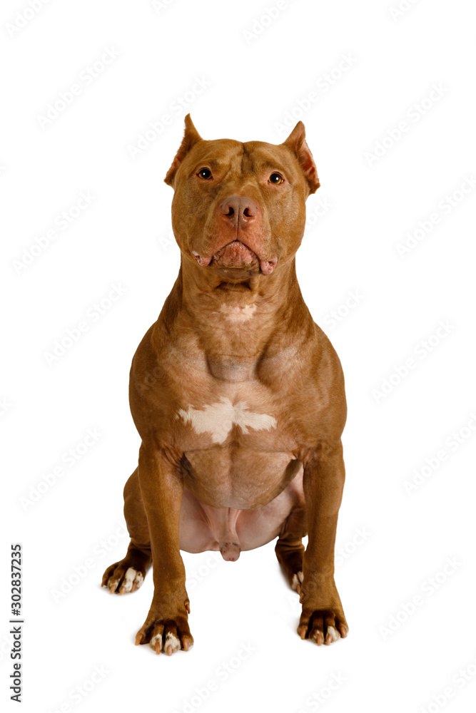 Purebred American Pitbull