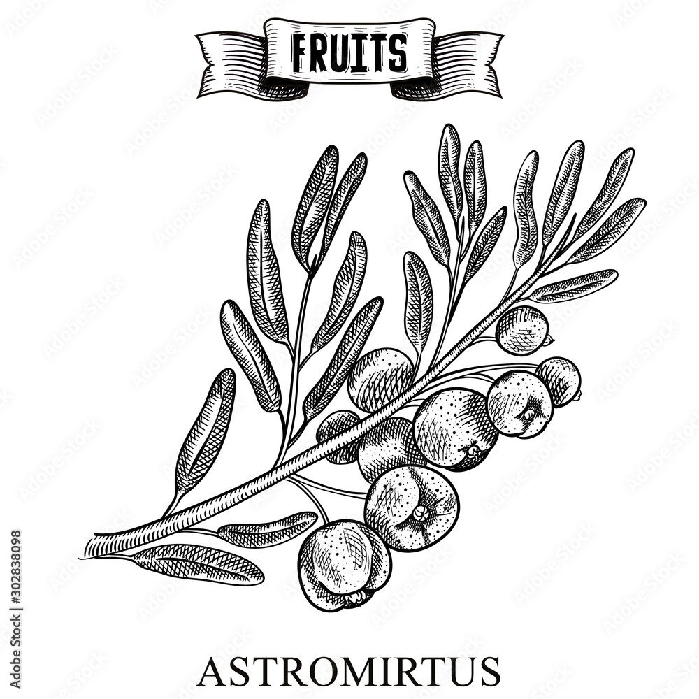 Retro style ink sketch hand drawn vector artwork of isolated fruit ...