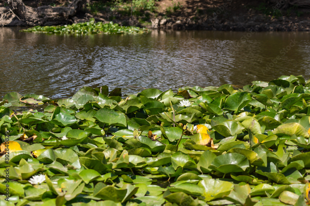 Blooming lotuses in the river. Trees bent over the water. Large white ...