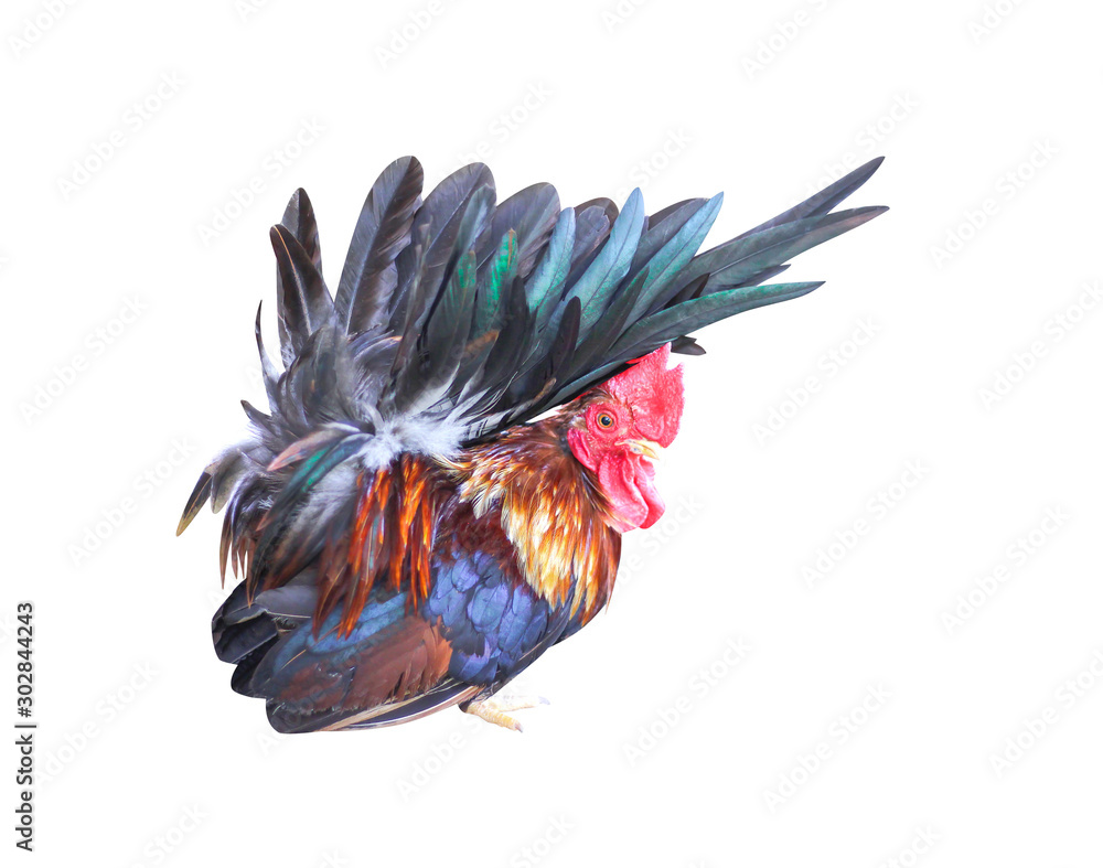 Single rooster bantam with red crest patterns and long tail standing ...