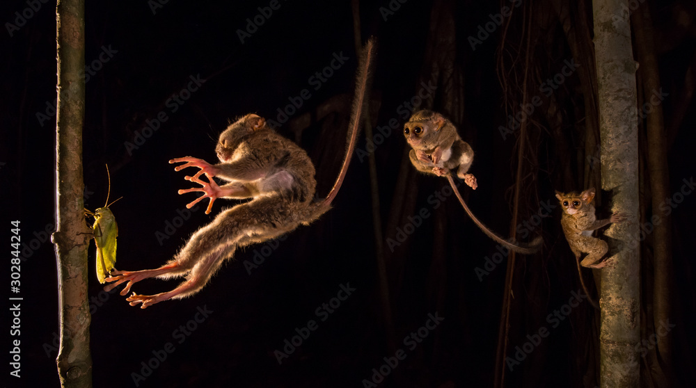 Tarsier Leaping - Composite photo of tarsier jumping onto katydid ...