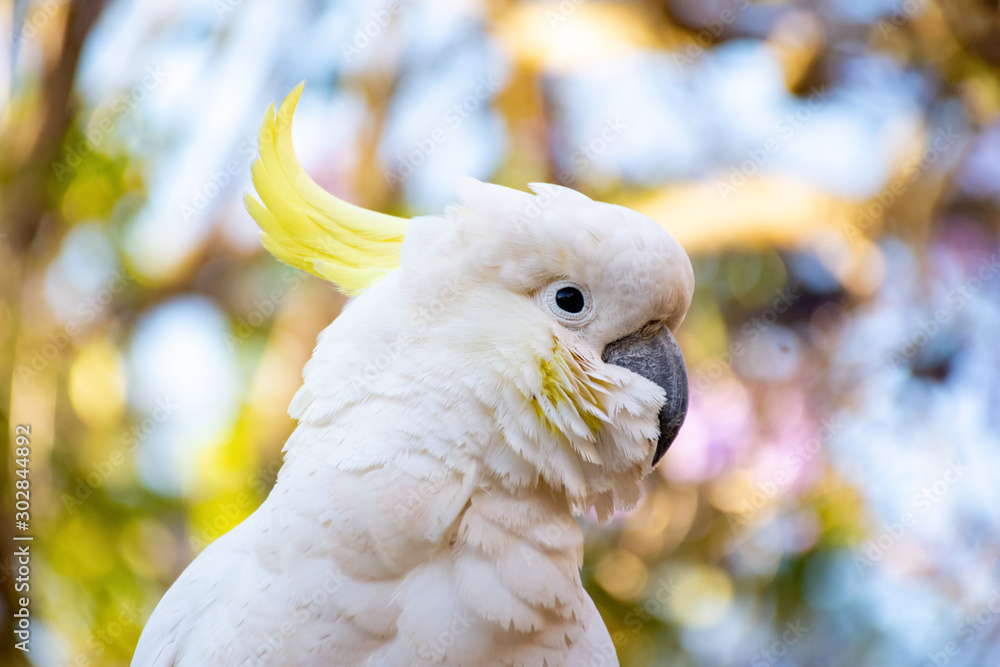 Purple Cockatoo
