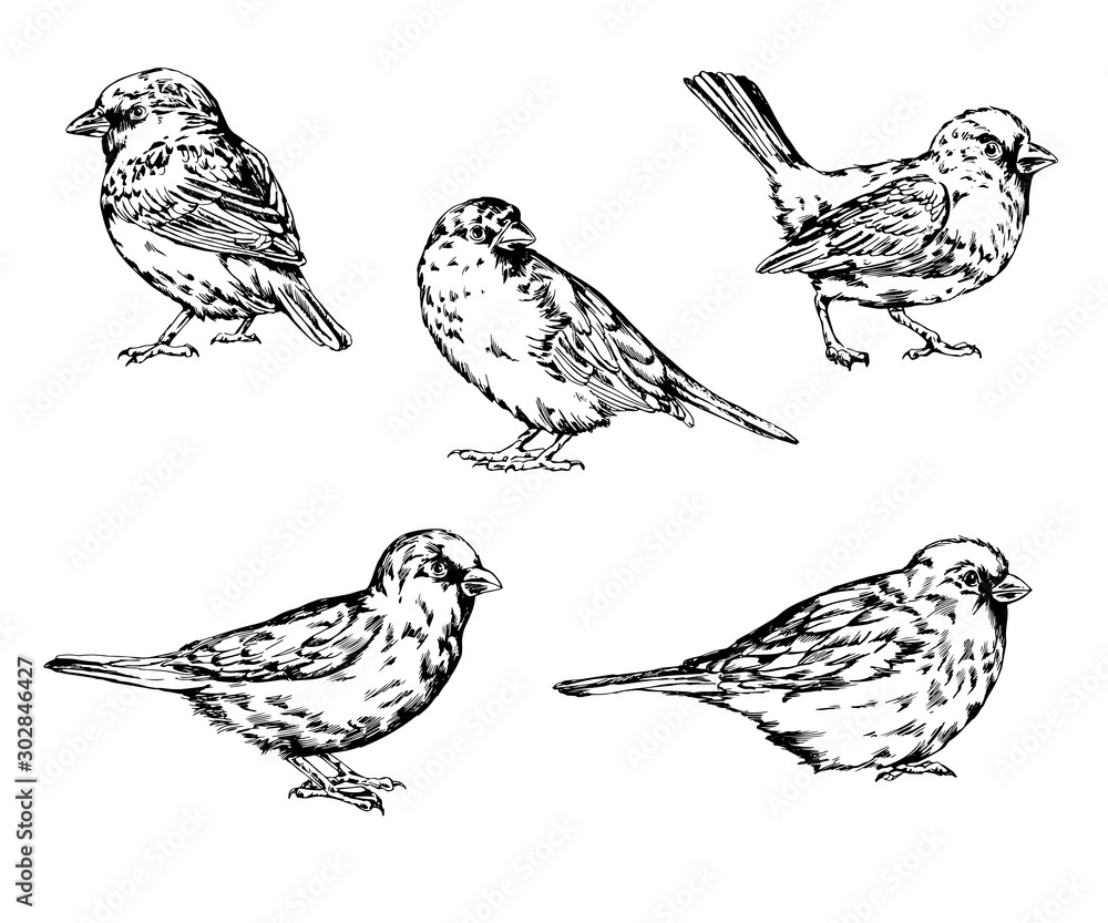 Hand drawn realistic sparrow birds vector set. Stock Vector | Adobe Stock