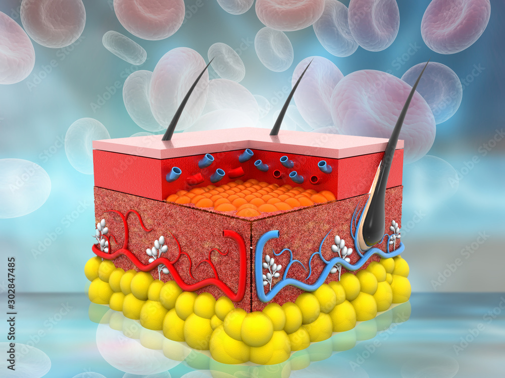 Human skin anatomy on science background. 3d illustration Stock ...