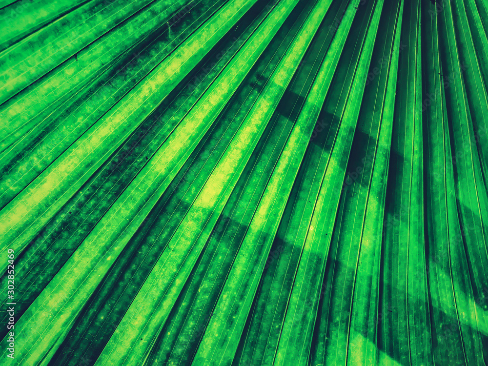 Green Anahaw Leaf. Anahaw is the national leaf of the Philippines. It ...