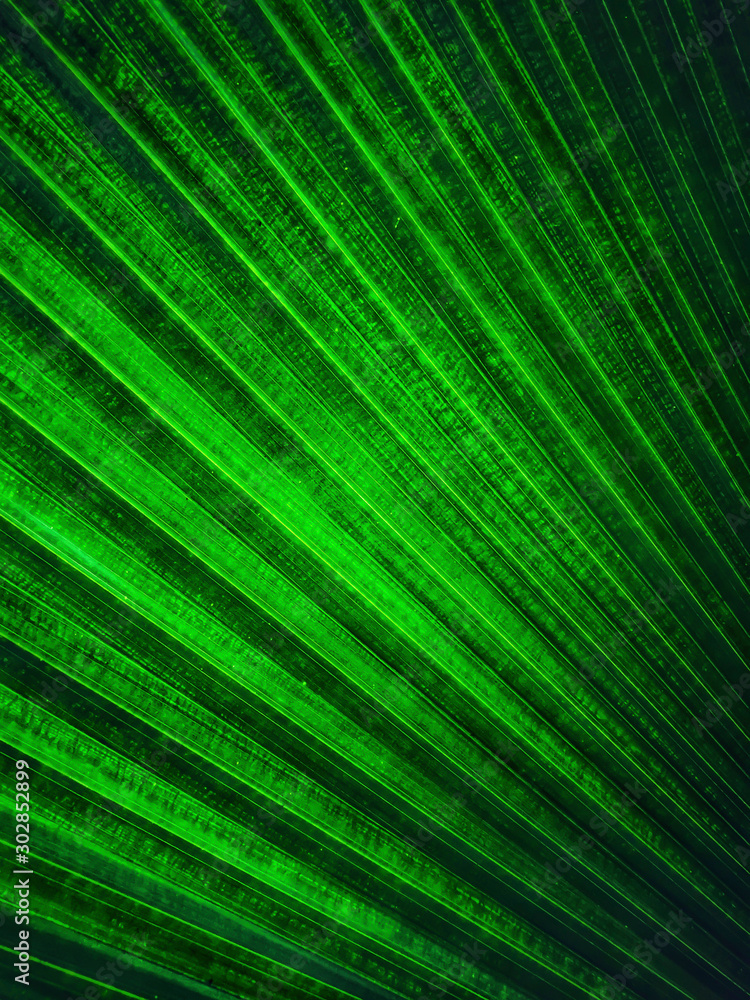 Green Anahaw Leaf. Anahaw is the national leaf of the Philippines. It ...