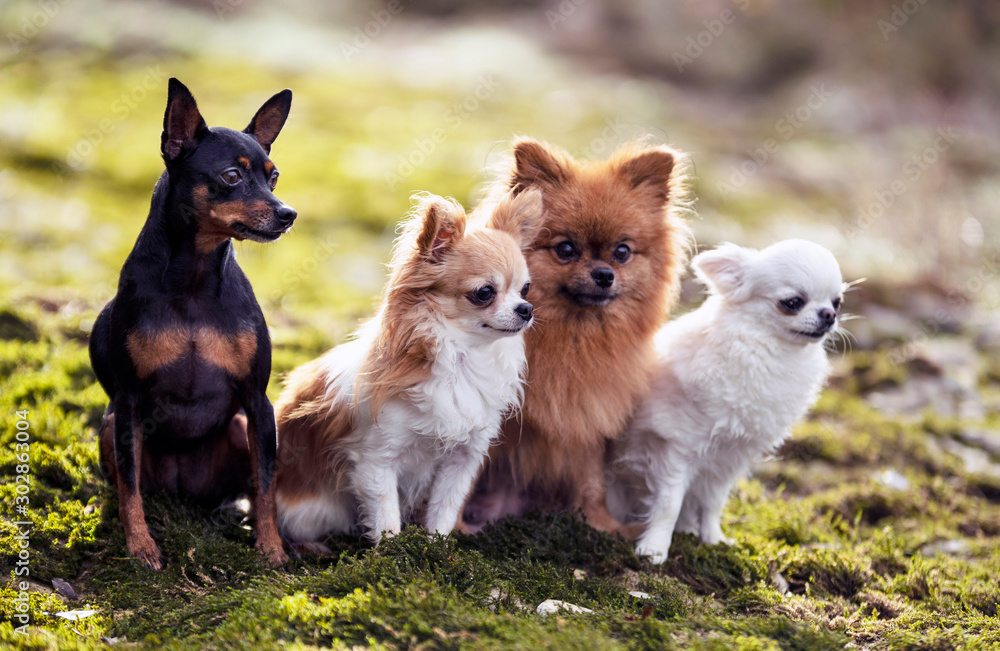 dogs in nature Stock Photo | Adobe Stock