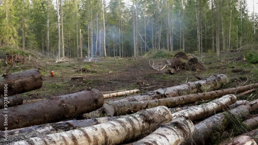 Industrial logging leading to environmental degradation.Ecology damage ...
