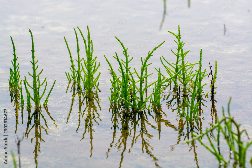 Salicornia edible plants grow in salt marshes, beaches, and mangroves ...