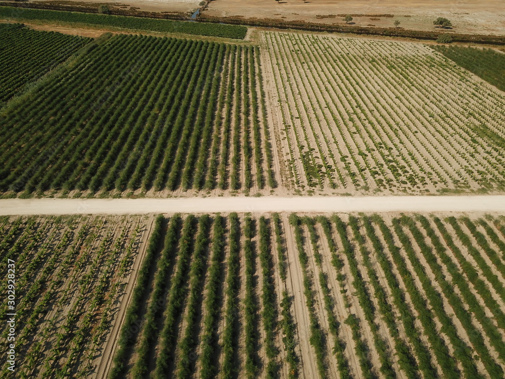 vue aérienne de champ de vigne dans le sable rangées graphiques de ...