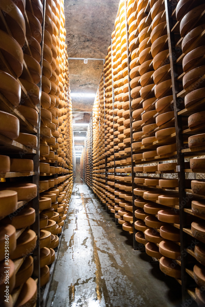 long wooden shelvings, filled with hard cheese wheels, and testing ...