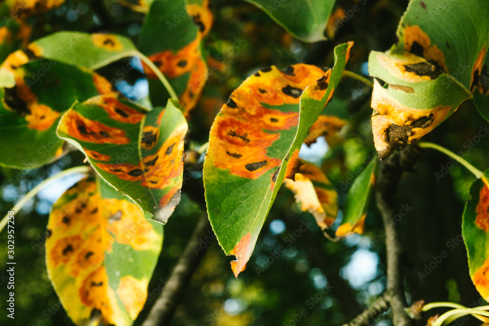 Red spots on the pear leaves. The tree is sick with a fungus Stock ...