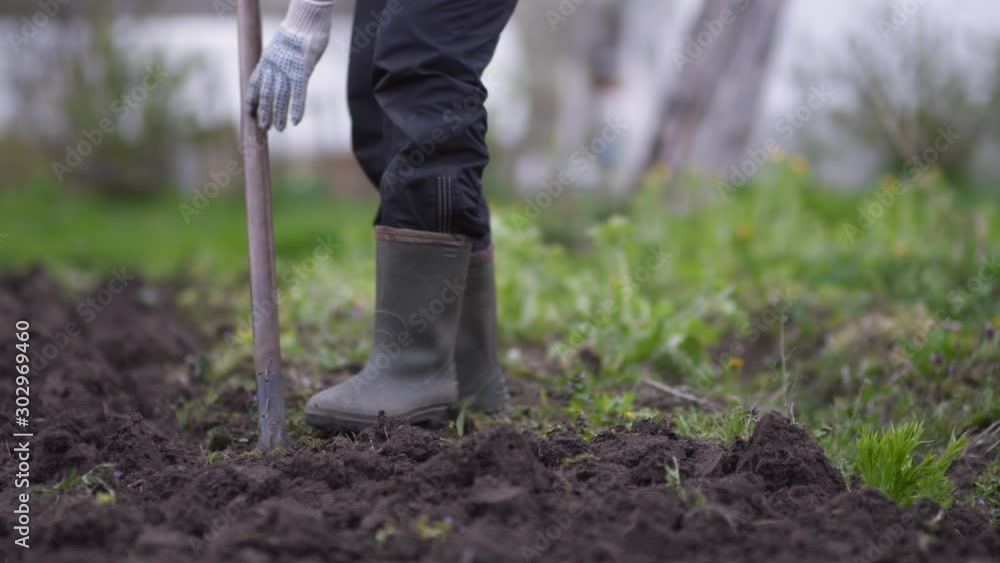 Farmer is digging and cultivating soil using shovel. Fertile soil ...