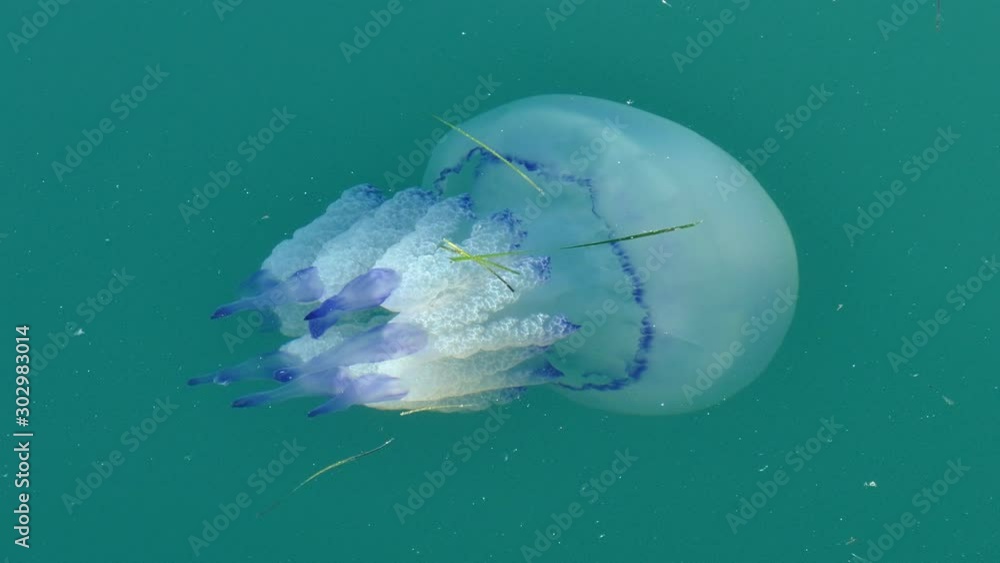 Jelly fish floating in the water (Rhizostoma pulmo), commonly known as ...