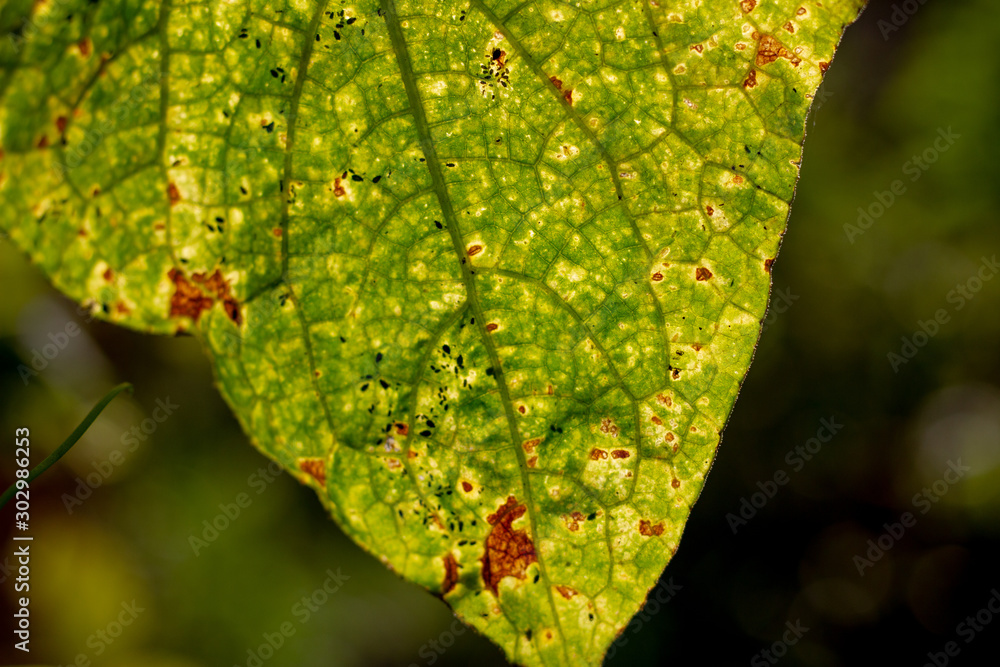 Dark green foliage of a healthy plant with serrated leaves glistening ...