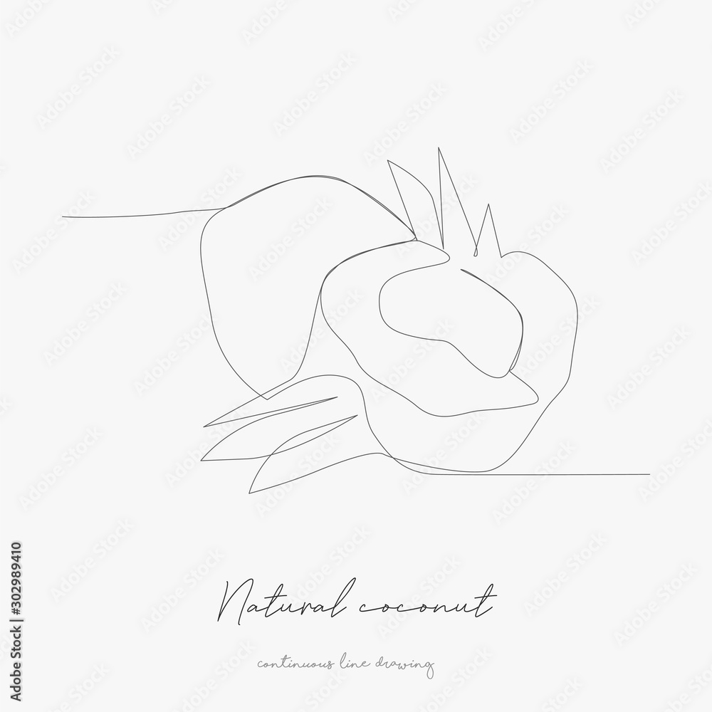 continuous line drawing. natural coconut. simple vector illustration ...