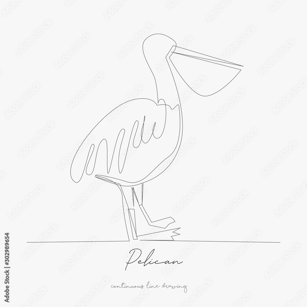 continuous line drawing. pelican. simple vector illustration. pelican ...